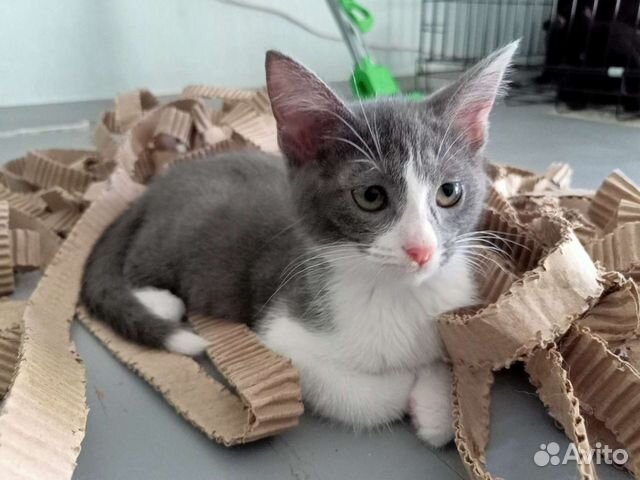 Котенок в добрые руки