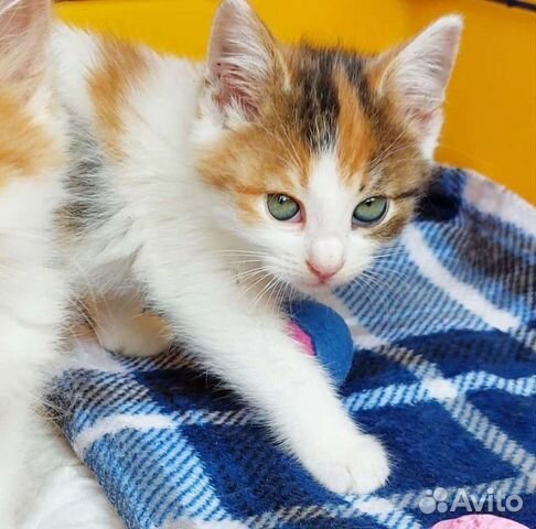 Спасите трёхцветную кошечку 1,5 месяца