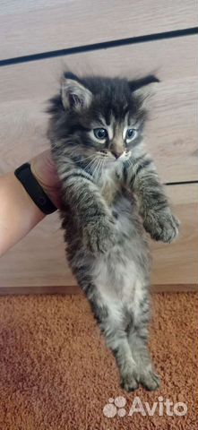 Котята пушистики