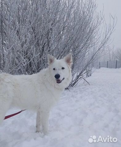 Метис
