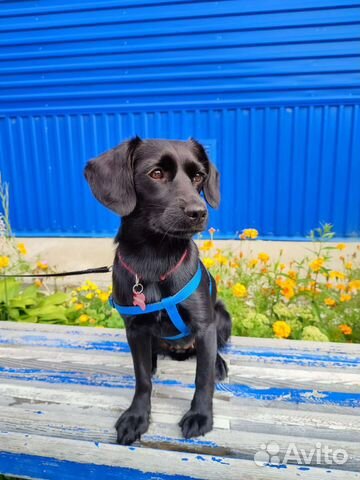 Маленькой собачке нужен дом