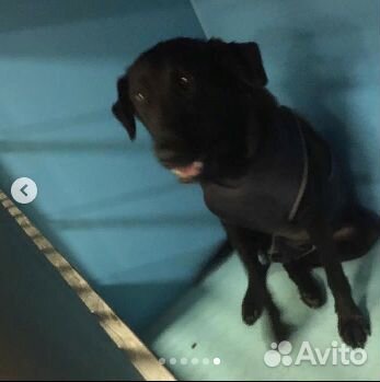 Черника ищет дом и семью