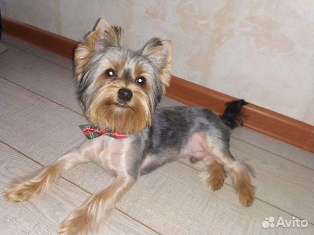 Йоркширский терьер мини