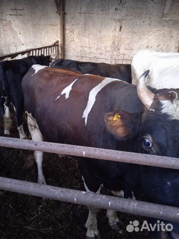 Быки на мясо