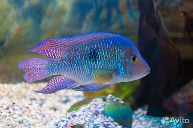 Псих и его жена