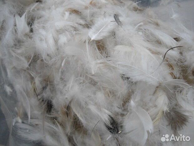 Гусиный пух (перо)