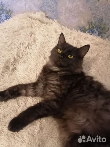 Кот шиншилла
