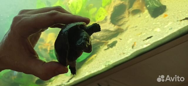 Черепаха мускусная