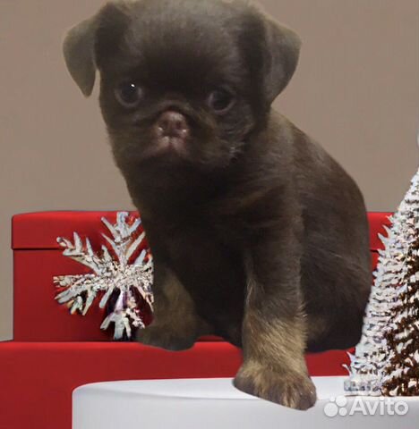 Шоколадный гриффон