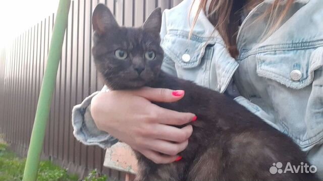 Кошечка