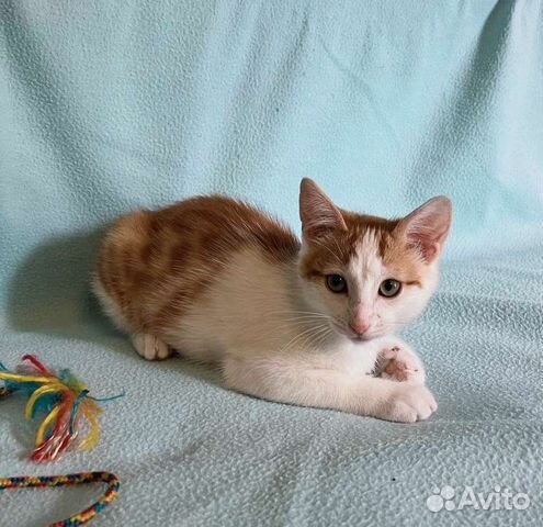 Котёнок Лакки в добрые руки