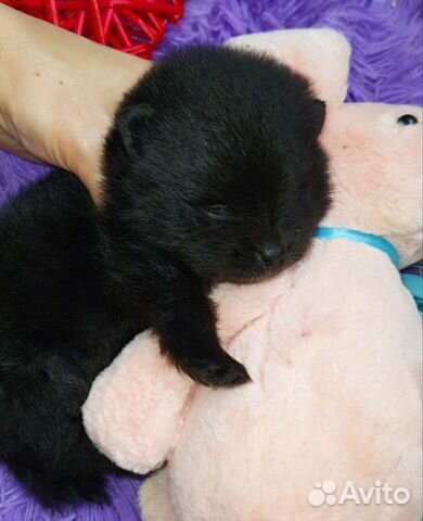 Микрушечные малышики померанского шпица мед.типа