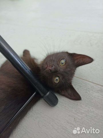 Котенок мальчик чёрный с белым пятнышком