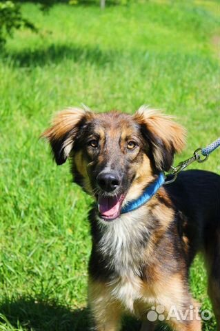 Молодой задорный пёс пропадает в приюте