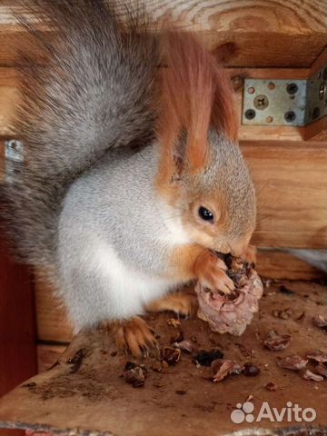 Белки алтайские вольерного разведения