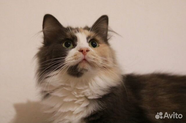 Стерилизованная кошка ищет дом