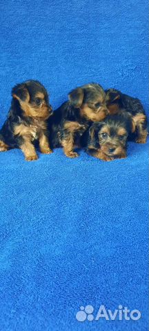 Йоркширский терьер