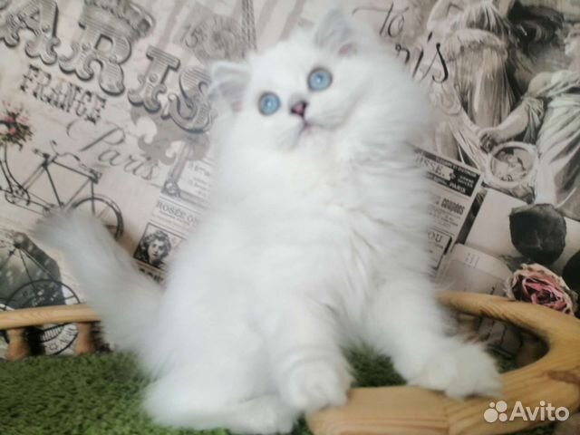Длинношерстный котик шикардосик