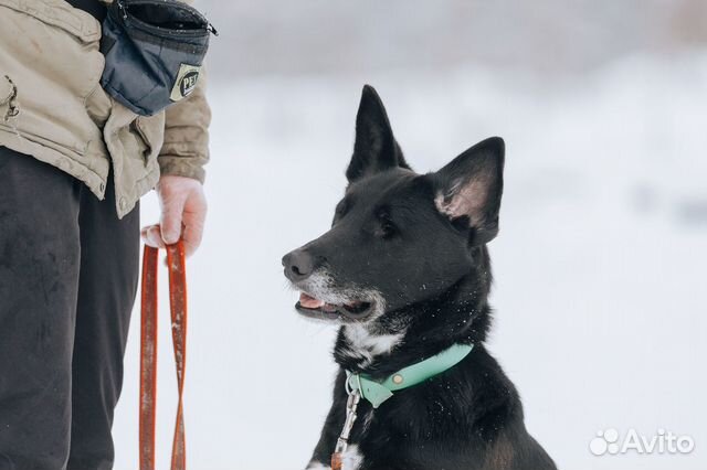 Уникальная собака Шерри