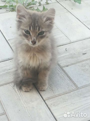 Котята в добрые руки, даром