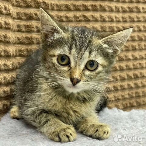 Котенок девочка в дар