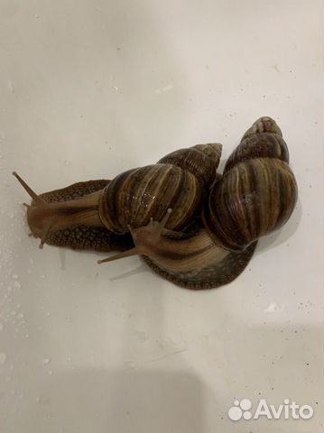 Улитка ахатина гигантская отдам 4 шт