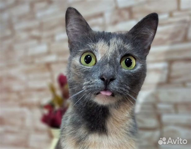 Кошка Киана в добрые руки