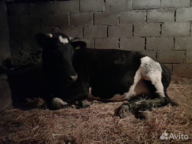 Продается стельная телочка черно-пестрой породы