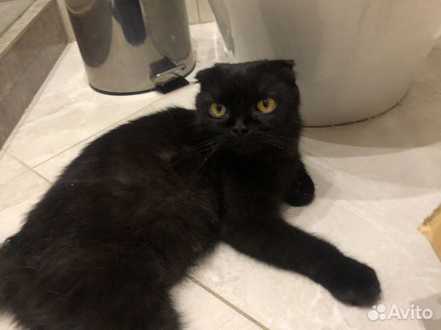 Веслоухая кошка