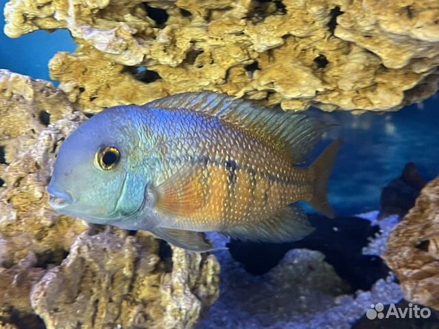 Никарагуанская цихлазома