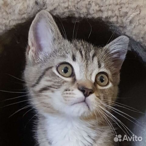 Котенок мальчик шотландский 2,5мес шотя