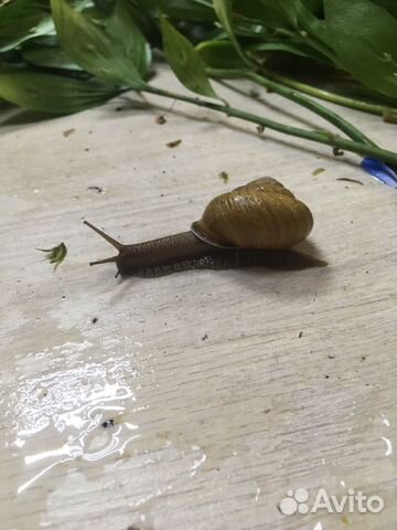 Улитки виноградные