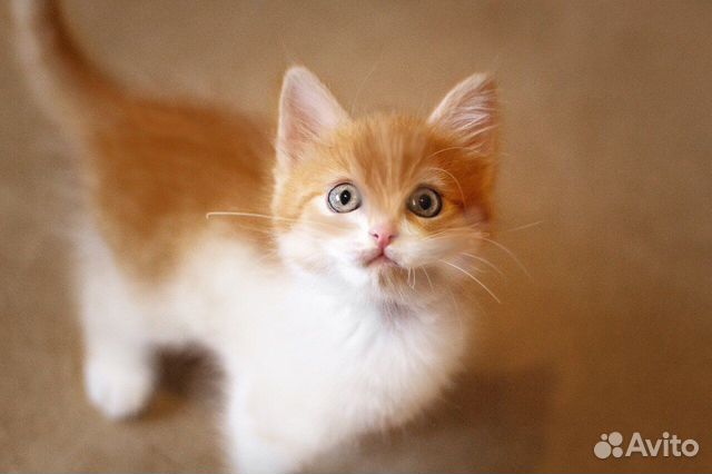 Котенок Коржик 2 мес