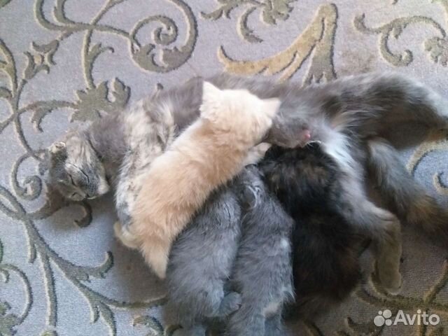 Продаю британских котят