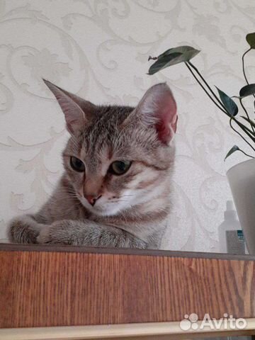 Котëнок Вэсла 1 год в добрые руки