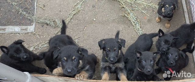 Выбор щенков чепрачных и черных овчарок