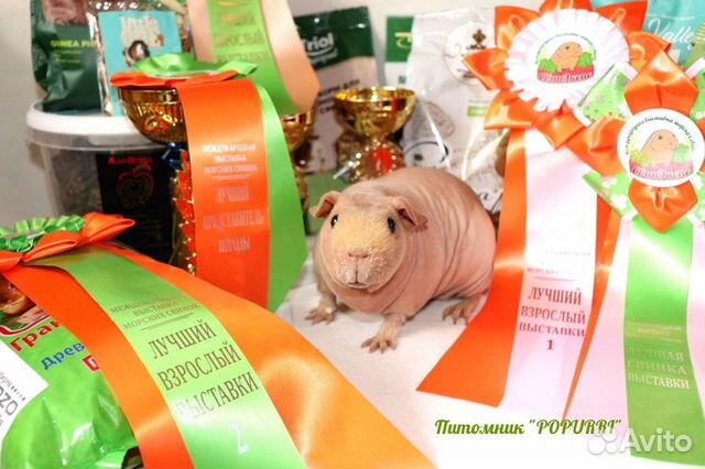 Морские свинки скинни. Питомник
