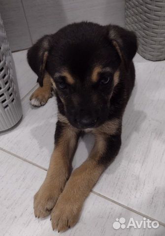 Привитая Лялька ищет дом