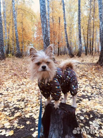 Вязка Йорка