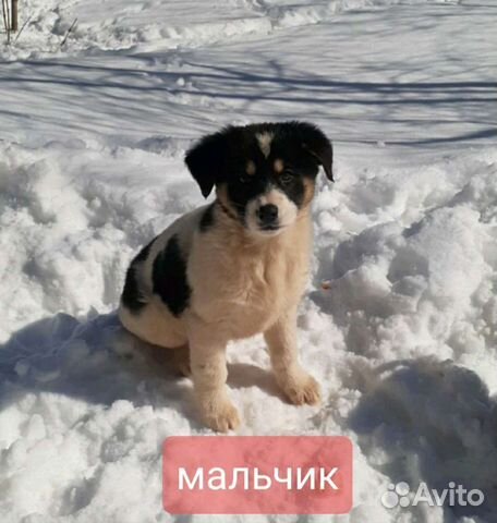 Щеночки - в добрые руки