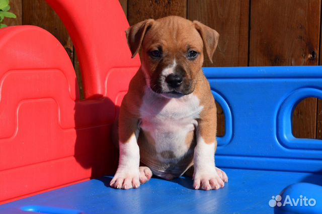 Стаффордширский терьер