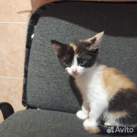 Отдам в добрые руки ищем дом