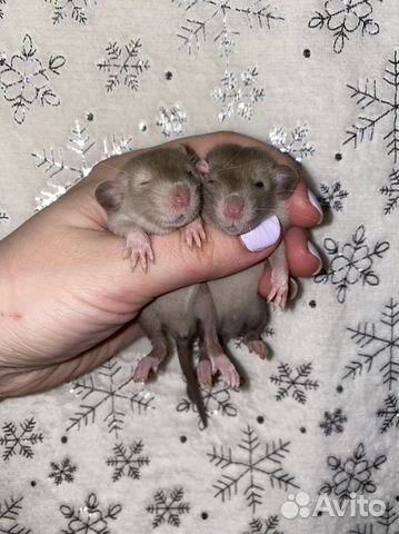 Крысята дамбо.Домашний питомник