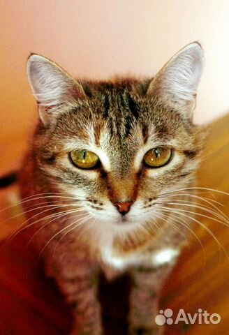 Кошка ищет дом