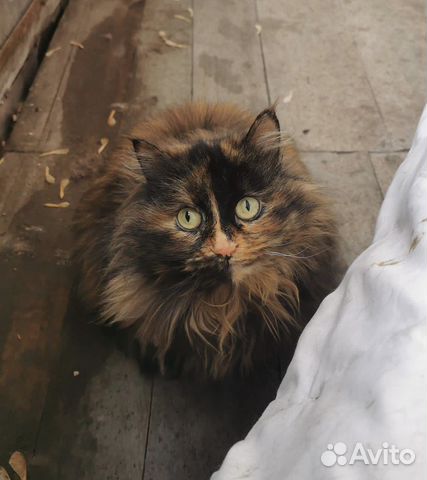 Кошка молодая живет в коробке