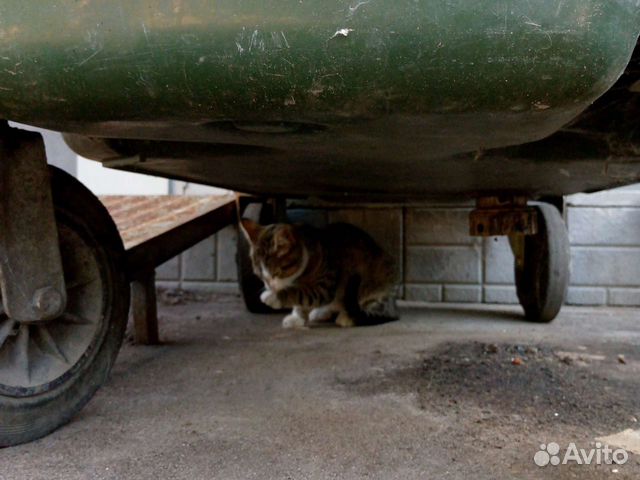 Нашли котенка на улице,отдадим бесплатно