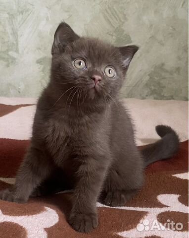 Британский котенок шоколадгого окраса