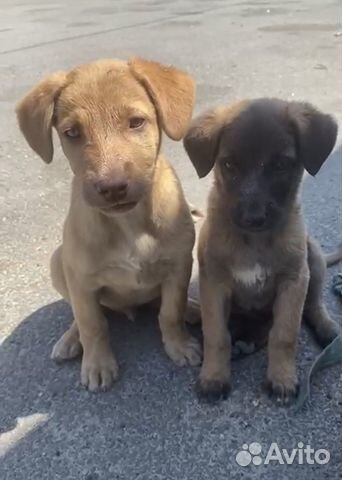 Щенки в добрые руки