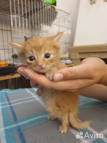 Котята рыжие в дрбрые руки