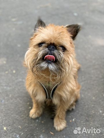 Вязка кобель гриффон